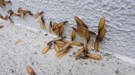Termites With Wings What Are They How To Get Rid Of Them
