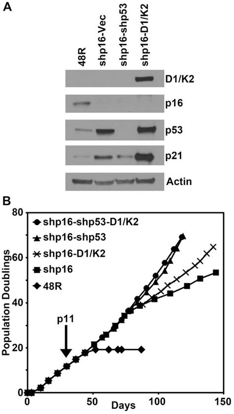 Figure 2 From Constitutive Ccnd1 Cdk2 Activity Substitutes For P53 Loss Or Myc Or Oncogenic Ras