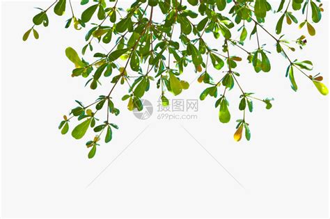 白色背景上的绿假高清图片下载 正版图片503279576 摄图网