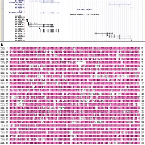 Murine Homologue Of Vps13a A Schematic Representation Of Mvps13a Download Scientific Diagram