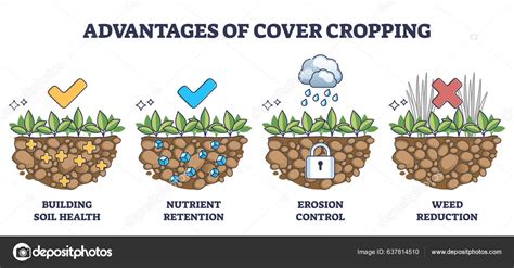 Cover Crops Cultivation Growing Advantages Soil Health Outline Diagram Labeled Stock Vector By
