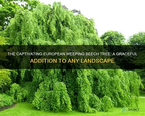 The Captivating European Weeping Beech Tree A Graceful Addition To Any