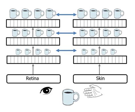 New Idea On Intelligence And Cortical Computation Science Codex
