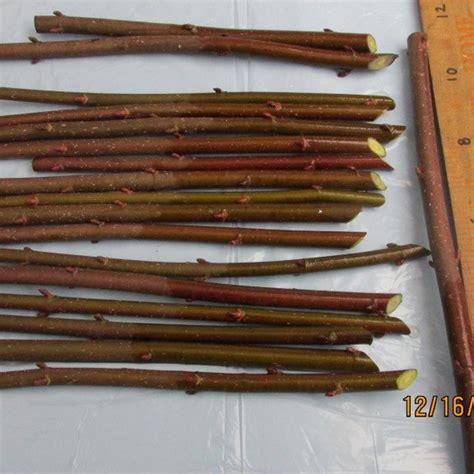 Japanese Maple Tree Bare Root Etsy