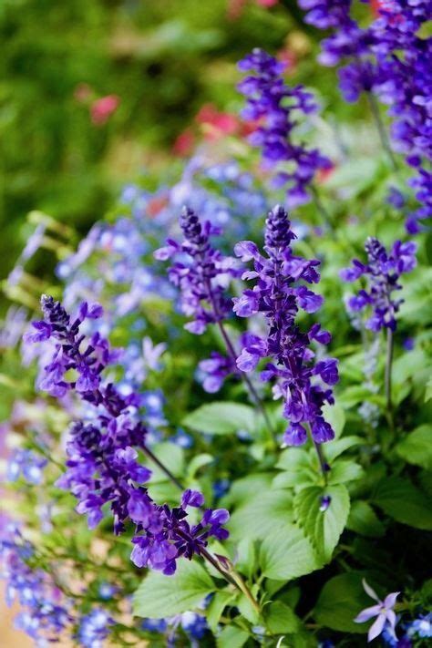Pretty flowersおしゃれまとめの人気アイデアPinterestRoe Forestier 初夏の花 多年草の庭