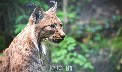 A Quick Glance By Lsouthern On Deviantart