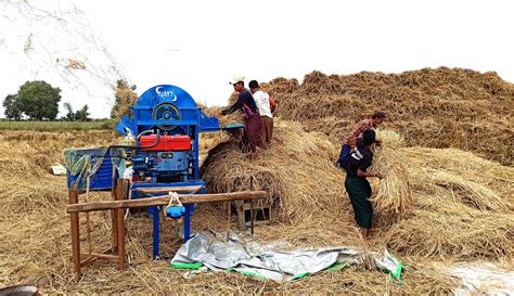 ကျွန်းလှမြို့နယ်၌ ယခုနှစ် မိုးစပါး ရာနှုန်းပြည့်ရိတ်သိမ်းပြီး တစ်ဧကပျှမ်းမျှ ၇၃ ဒသမ ၄၈ တင်းထွက်ရ