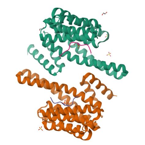 Rcsb Pdb 8dgp 14 3 3 Epsilon Bound To Phosphorylated Peak3 Ps69