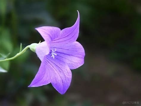 【python】手把手教你用python画一朵玫瑰花送给你最重要的那个“她” 51cto博客 如何用python画一朵玫瑰花