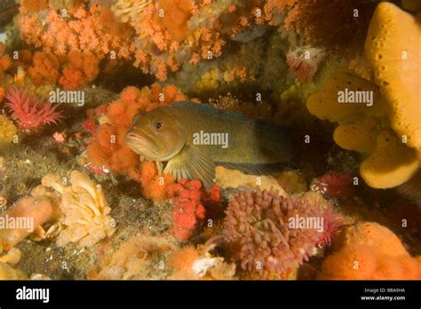 Alaska Ronquil Bathymaster Caeruleofasciatus On Reef In Southeast