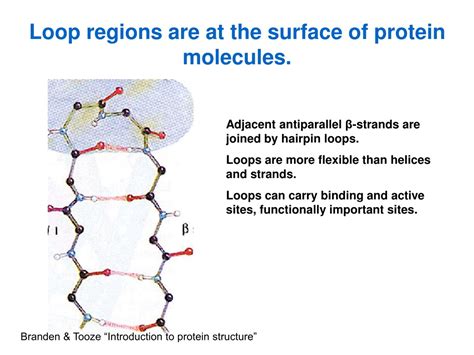 Ppt Principles Of Protein Structure And Stability Powerpoint