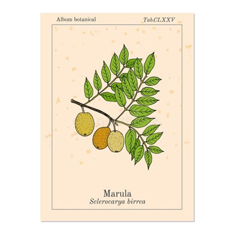 Marula Sclerocarya Birrea Or Jelly Plum Cat Thorn Morula Cider