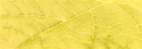 노란 잎을 클로즈업하여 잎 표면의 복잡한 정맥과 질감을 보여줍니다 프리미엄 현대 밝고 우아한 사진 배너 포스터 및 배경 무늬 디자인 0명에 대한 스톡 사진 및 기타 이미지