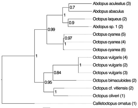 Phylogram Of Cox1cox3 Concatenated Data Set Utilizing Bayesian