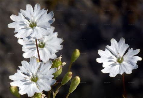 Species Alpine Campion Silene Pusilla Waldst And Kit