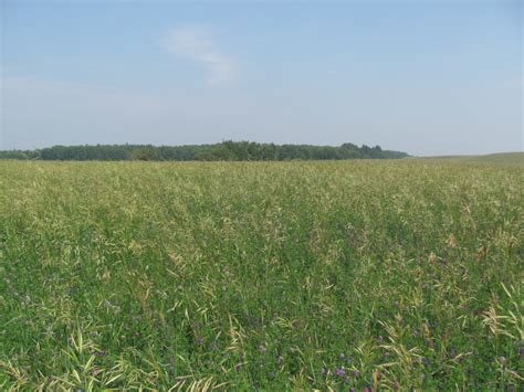 Perennial Forage Lara Lakeland Agricultural Research Association