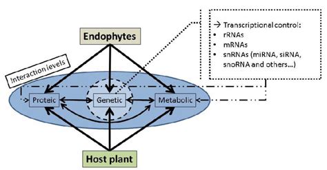 Schematic Of Network Interactions Between Endophytes And Host Plants
