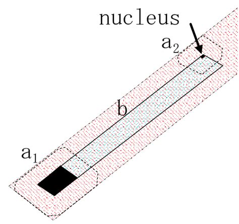 Model For Defect Growth Dynamics Precipitate And Sf Final Boundaries