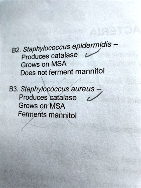 B2 Staphylococcus Epidermidis Produces Catalase Grows On Msa Does Not Ferment Mannitol B3