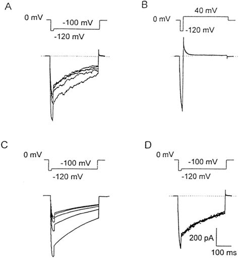 Use Dependent Inactivation A Voltage Pulse Protocol Above Each Set Of Download Scientific