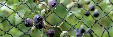 how to cover blueberry bushes with netting eyouagro