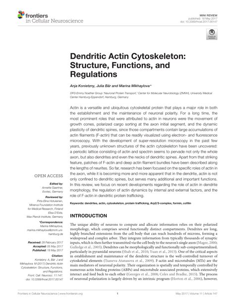Pdf Dendritic Actin Cytoskeleton Structure Functions And Regulations