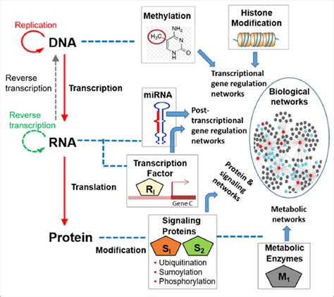 gene regulatory network review artofit