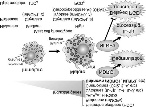 Regulation Of Mast Cell Function By Ndrg1 Or Nlrp3 The Proˆle Of