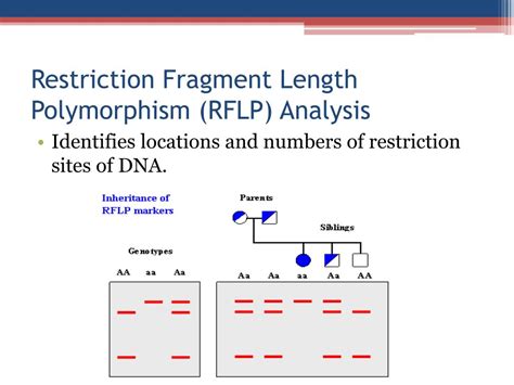 Ppt Genetic Engineering Powerpoint Presentation Free Download Id1605278