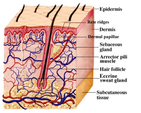 Introduction To Dermatology Flashcards Quizlet