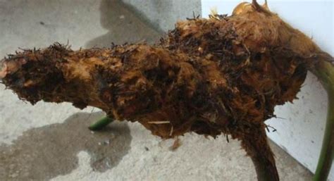 直擊長在地里的肉鬆 很多人上山尋找 已成我國二級保護植物 每日頭條