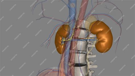 Premium Photo The Renal Plexus Is A Complex Network Of Nerves Formed By Filaments From The