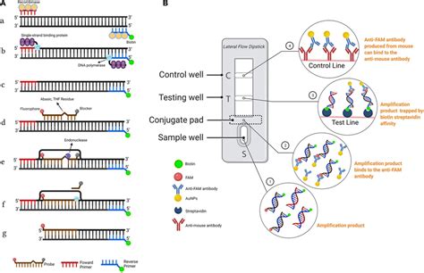 Schematic Representation Of The Recombinase Polymerase Amplification