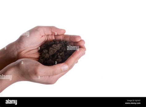 Green Tree Seedling In Handful Soil In Hand On An Isolated Background