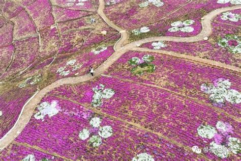 央媒看迁西新华社河北迁西芝樱花烂漫 澎湃号政务 澎湃新闻 The Paper
