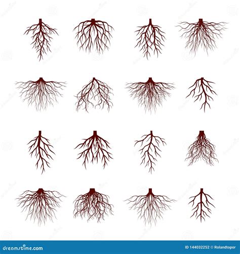 Set Of Brown Tree Roots Vector Illustration Stock Vector