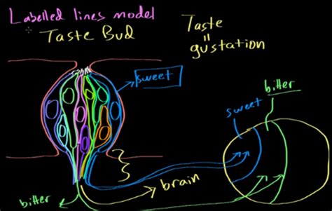 The Somatosensory And Sensorimotor System Flashcards Quizlet