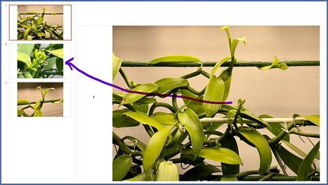 Ideas And Writing Ideas Like Snapdragons Others Are… By Dr John