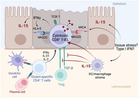Activation Of Cytotoxic Intraepithelial Lymphocytes And Induction Of Download Scientific