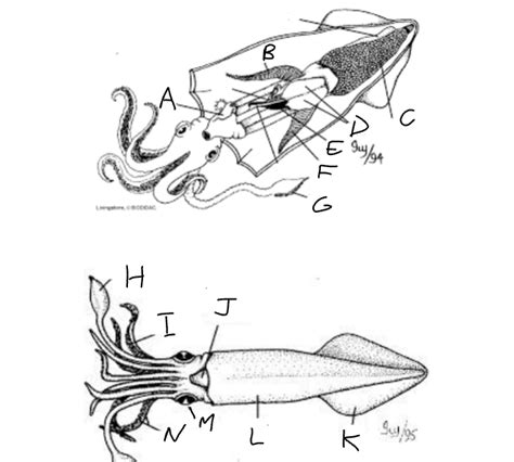 Squid Diagram Diagram Quizlet