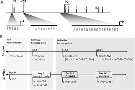 Runx1 Genomic Locus And Cell Populations For Bisulfite Analysis A