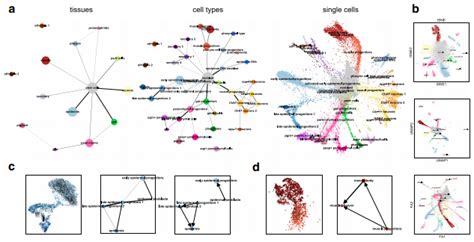 单细胞测序专题 Monocle2拟时序分析前后结果不一致？带您认识一款新的分析软件paga