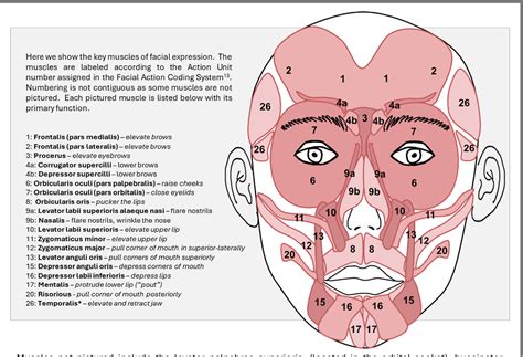 Figure 1 From Sensorimotor Regulation Of Facial Expression An Untouched Frontier Semantic