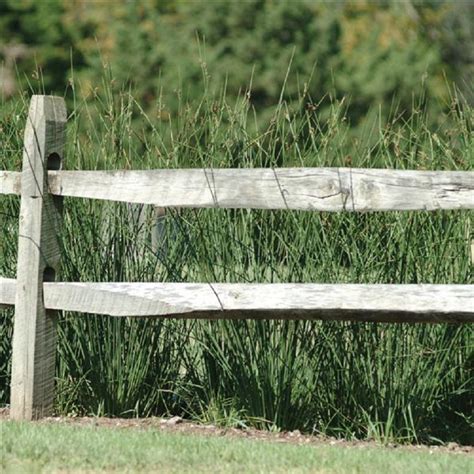 Ornamental Grass Seeds Juncus Javelin Grass Seeds 25 Multi Pelleted