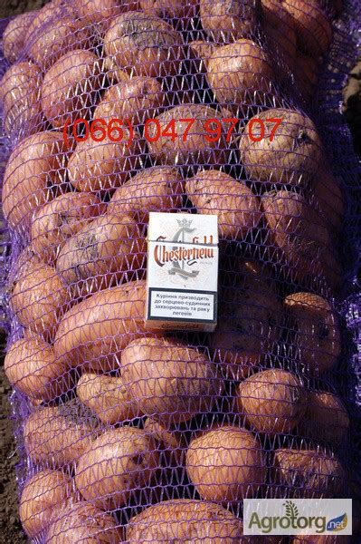 Продам КАРТОФЕЛЬ оптом Сумская обл Картофель — Agrotorg