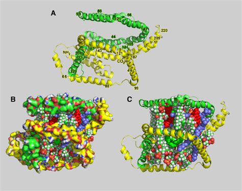 Conformation Of Two Apoa I Molecules On 75 Nm Nascent Hdl Particles
