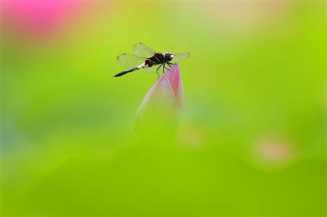 作品 小荷刚露尖尖角