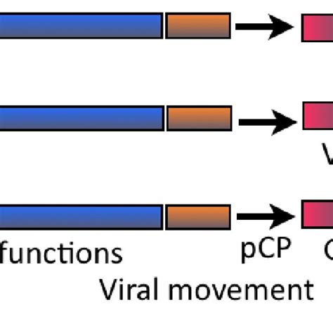 Schematic Diagram Of The Hybrid Tmv Based Vectors Purple And Blue Bars Download Scientific