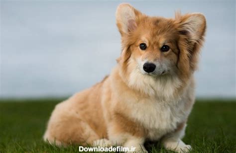 عکس تمام نژاد های سگ پاکوتاه