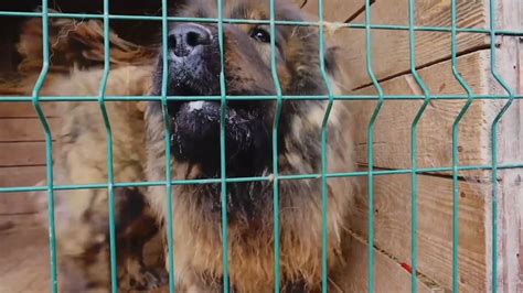 أحد أكثر الأنواع خطورة مغامر مصري يواجه الكلب القوقازي الروسي Cnn